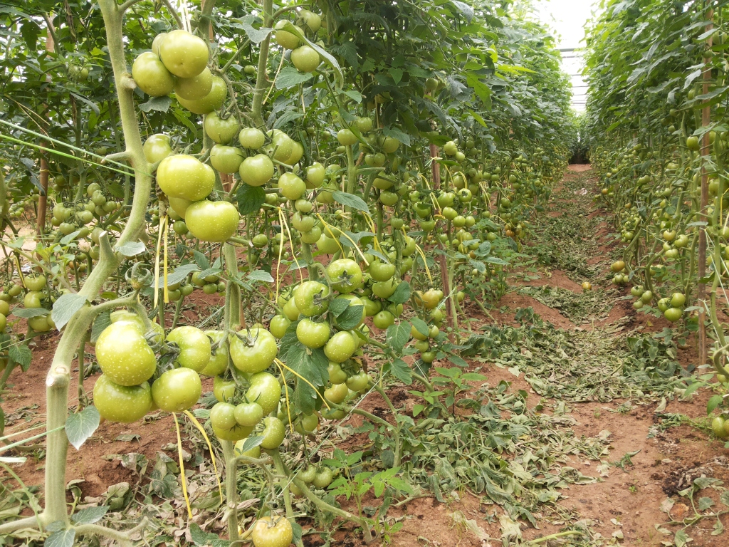 Our Farm - Publika Vege Distribution