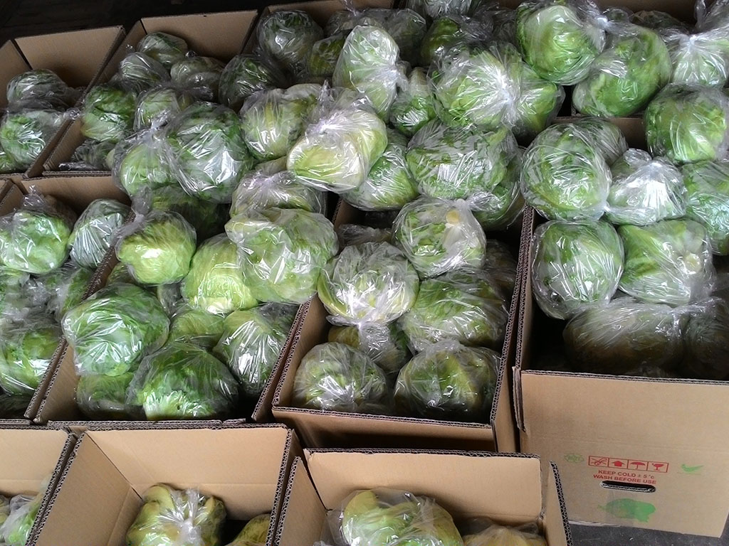 Our Farm - Publika Vege Distribution